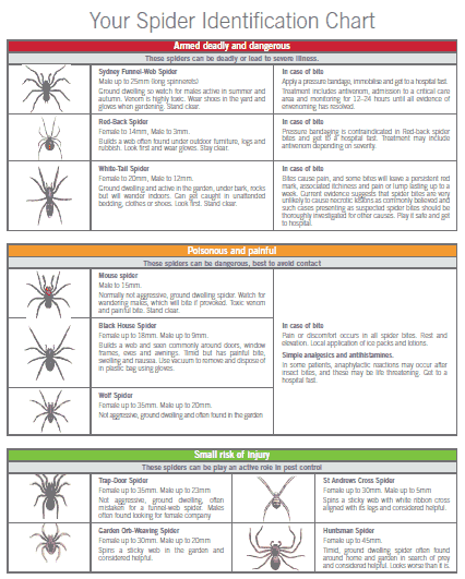 Spider Control Treatments For Spider Infestations